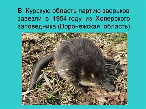 Животные Красной книги Курской области Часть 1 презентация онлайн