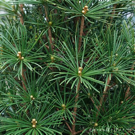 Sciadopitys V Joe Kozey 3gal Japanese Umbrella Pine Cornell Farm