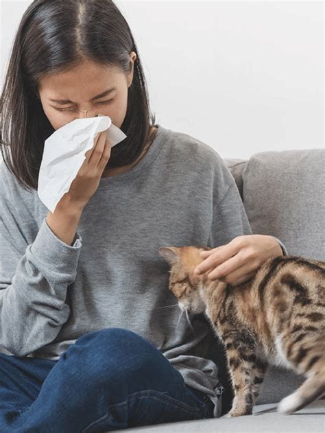 5 Telltale Signs Of Cat Allergies Sportskeeda Stories