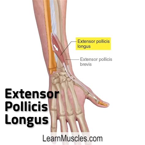 🔹️ 🔹️ N N ️ Simple · Clear · Thorough · Thoughtful N N 🌟 Extensor Pollicis