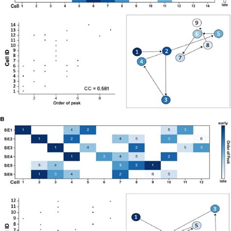 Spatiotemporal Analysis Of Arn Kiss Neuron Synchronization A And B Two Download Scientific