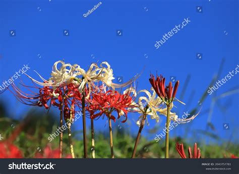 12506 Imágenes De Magic Lily Imágenes Fotos Y Vectores De Stock