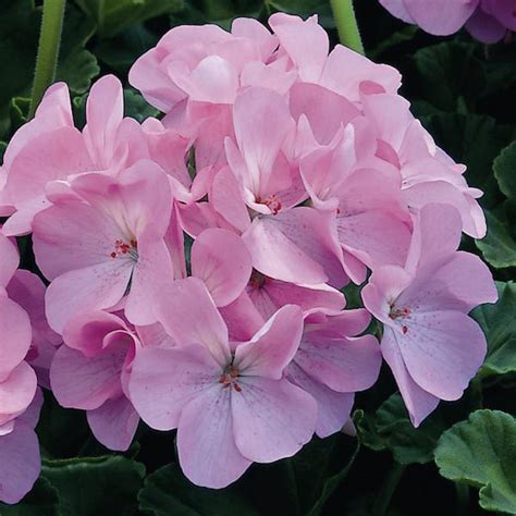 Best Sellers Swallowtail Garden Seeds