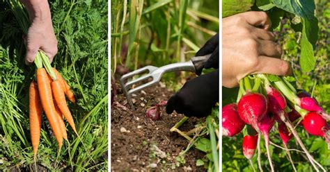 How To Harvest 5 Types Of Root Crops In September LeafyJournal