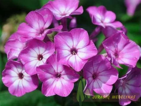 Flioksas šluotelinis Flame Purple Eye Juragių Medelynas