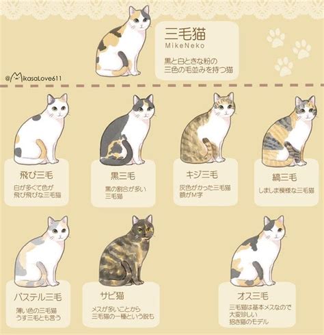 ミカサにゃんの飼い主 Mikasalove611 On X 猫 種類 三毛猫 子猫