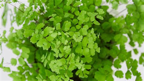 Maidenhair Fern Houseplant Black Maidenhair Fern Adiantum