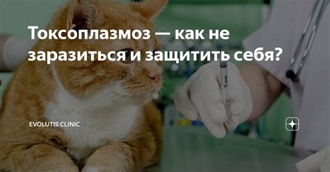 Токсоплазмоз — как не заразиться и защитить себя Evolutis Clinic Дзен