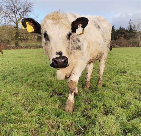 Pixie Is Very Shy But Shes Quite Curious About Me Too I Love Her Markings R Aww