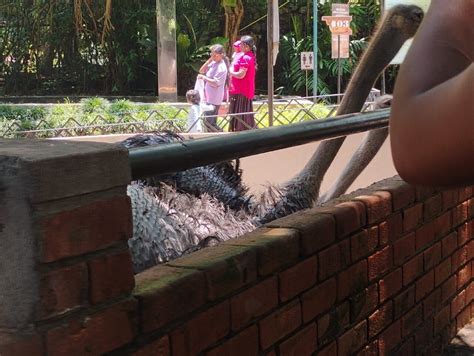 Dehiwala Zoo Sri Lanka All You Should Know Before Going 2026 With