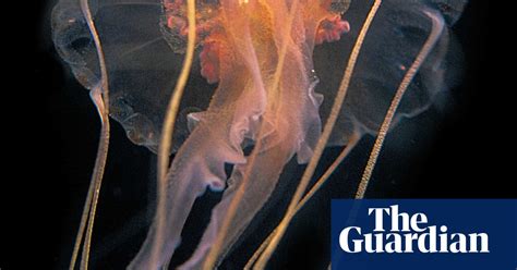 The Beauty Of Plankton In Pictures Environment The Guardian The Beauty Of Plankton In Pictures Environment The Guardian