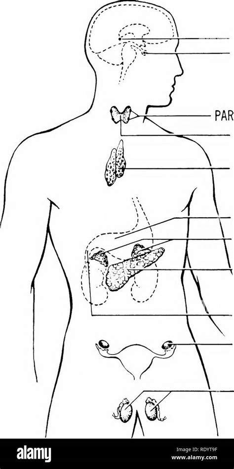 Dibujos De Sistema Endocrino Para Colorear Vsun