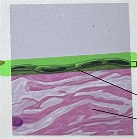 Lab Tissue Notes Flashcards Quizlet