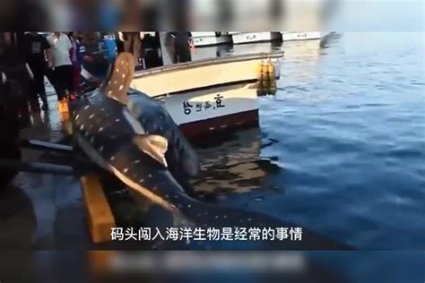 鲸鲨不小心跳到岸上就是不让帮忙鲸鲨都别动我自己下去
