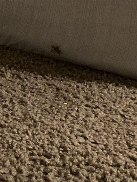 Found This On My Bed And Couldnt Catch It Anyone Know What This Is I Thought It Was A Roach