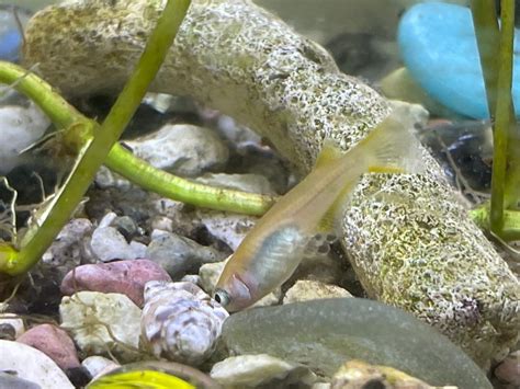 さらに ほたるの里 瑞穂