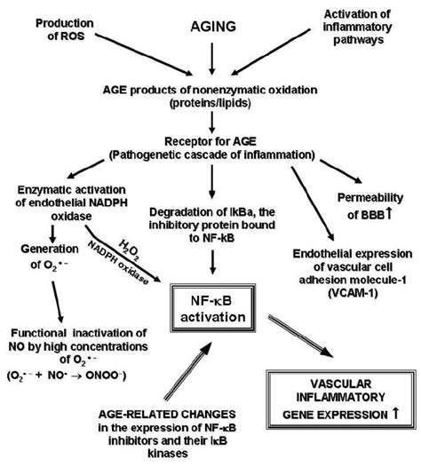 Activation Of The Nuclear Factor Kappab Nf B Directly Correlates