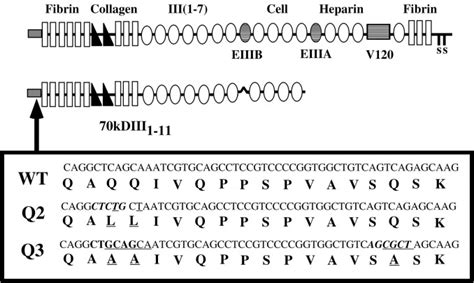 Covalent Cross Linking Of Fibronectin To Fibrin Is Required For Maximal