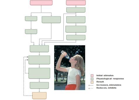 Plasma Osmolality And Volume Diagram Quizlet