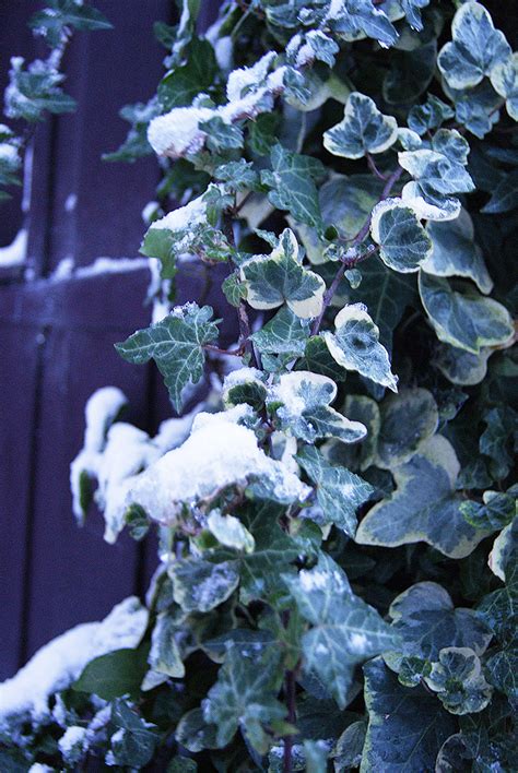 Ivy Snow By Demetreas On Deviantart