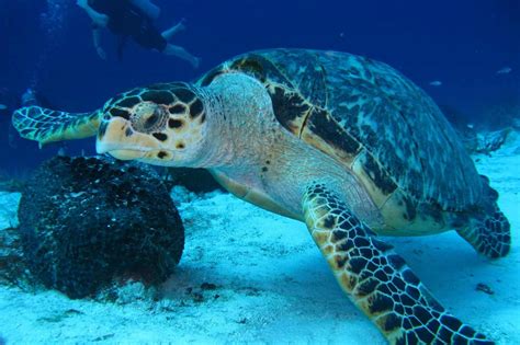 Angra Dos Reis Diving Ikigai Experience