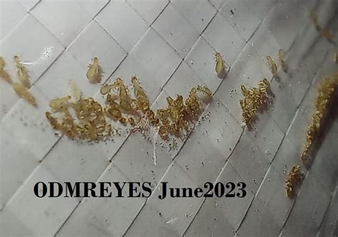 Samurai Bug Chronicles A Close Encounter With Psocids Booklice