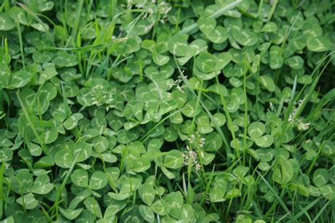 Wellness Klee Gesundheit Einsatz Kochen Mit Kr Utern