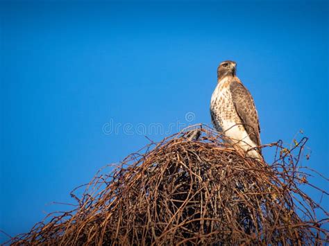 Red Shouldered Hawk Stock Image Image Of Winged Wildlife 178721519