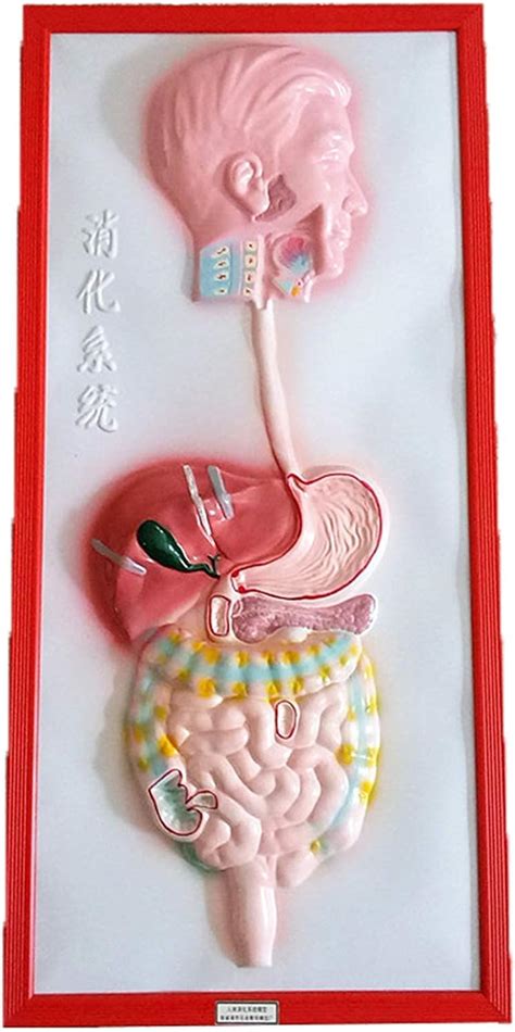 Gaof Relief Model Of Human Digestive System Human Organ