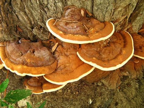 Ganoderma Applanatum Bracket Fungus On Willow Tree Trunk Stock Image Image Of Rows Brown
