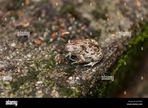 A Shallow Focus Close Up Of A Fowlers Toad Anaxyrus Fowleri Stock