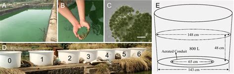 The Equipment And Microcystis Sources For The Outdoor Experiment Using