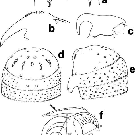 Diagnostic Characters Of North American Tongue Worms Used In The Key