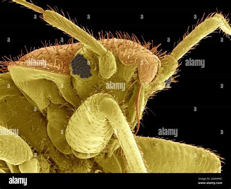 Bedbug Coloured Scanning Electron Micrograph Sem Of The Head Of A Bedbug Cimex Sp It Has