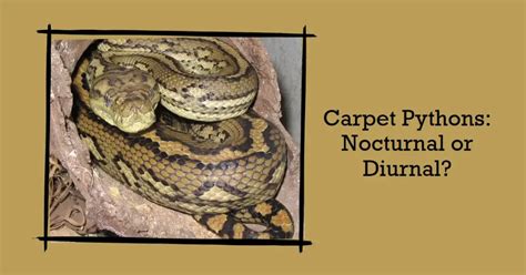 A Helpful Guide To Whether Carpet Pythons Are Nocturnal Or Not