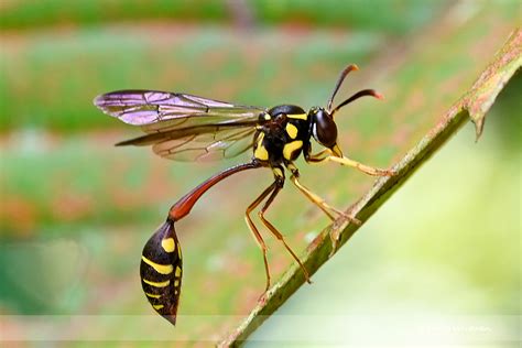 Hover Wasp Eustenogaster Micans Singapore Geographic