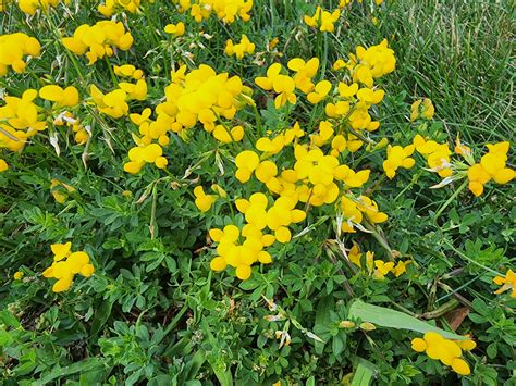 Yellow Flowers Perennials Northern Wisconsin 20 Yellow Perennial