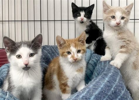 Spca Offers Half Price Adoptions Across Entire Country In A Plea To Help Overflowing Shelters