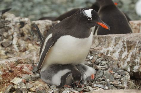 Українські полярники показали дитинчат пінгвінів в Антарктиці фото