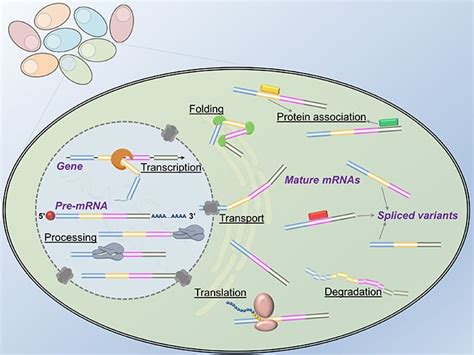 Probing The Secret Life Of RNA In Single Cells Advanced Science News