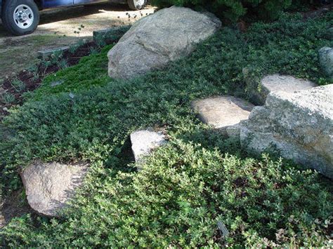 27 Best Grass Alternative Plants Balcony Garden Web