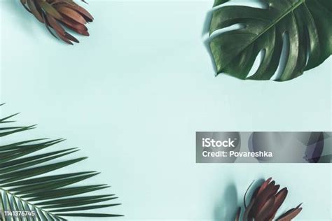 여름 구성 열 대 꽃과 파스텔 파란색 배경에 나뭇잎 여름 개념입니다 플랫 레이 평면도 복사 공간 0명에 대한 스톡 사진 및 기타 이미지 Istock