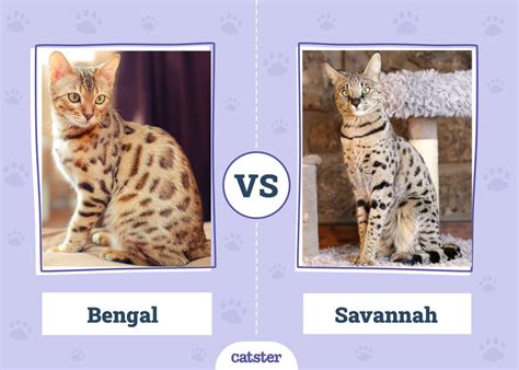 Bengal Vs Savannah Cat Size At Christian Tudawali Blog