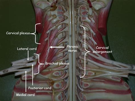 Phrenic Nerve Brachial Plexus