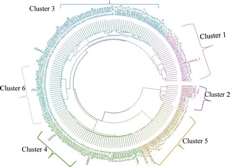 dendrogram showing six cluster groups of the 188 germplasm collection
