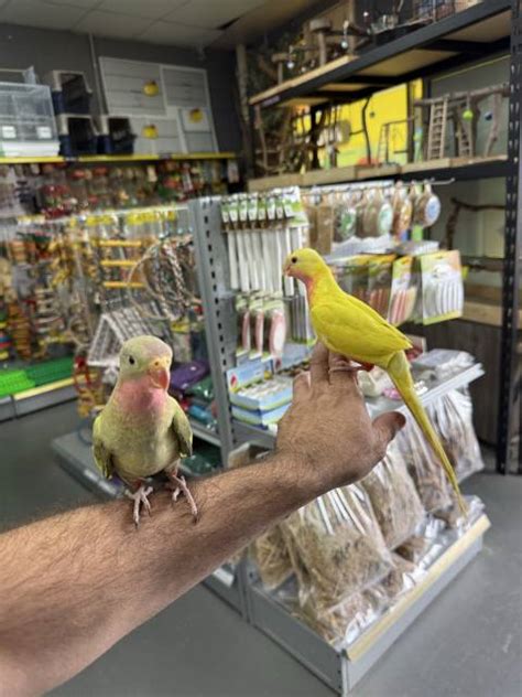 Princess Parrots Hand Raised Birds Gumtree Australia Blacktown Area