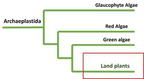 Land Plant Phylogenetic Tree