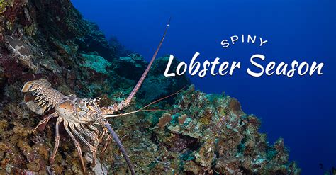 Spiny Lobster Season In The Florida Keys