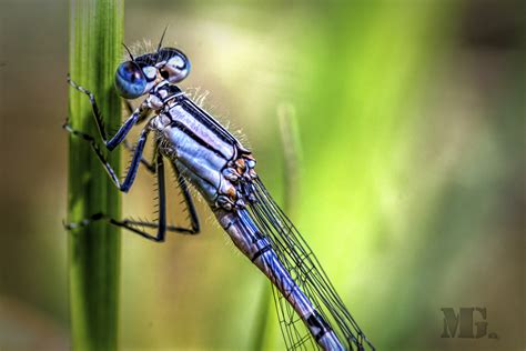 Libelle Makrotreff