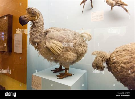 Real Dodo Bird Alive